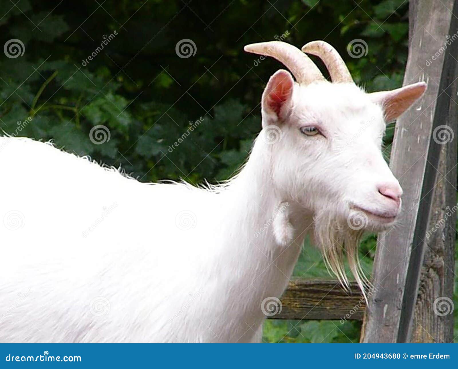 Handsome White Mountain Goat. (has Girly Hair Stock Photo - Image of ...