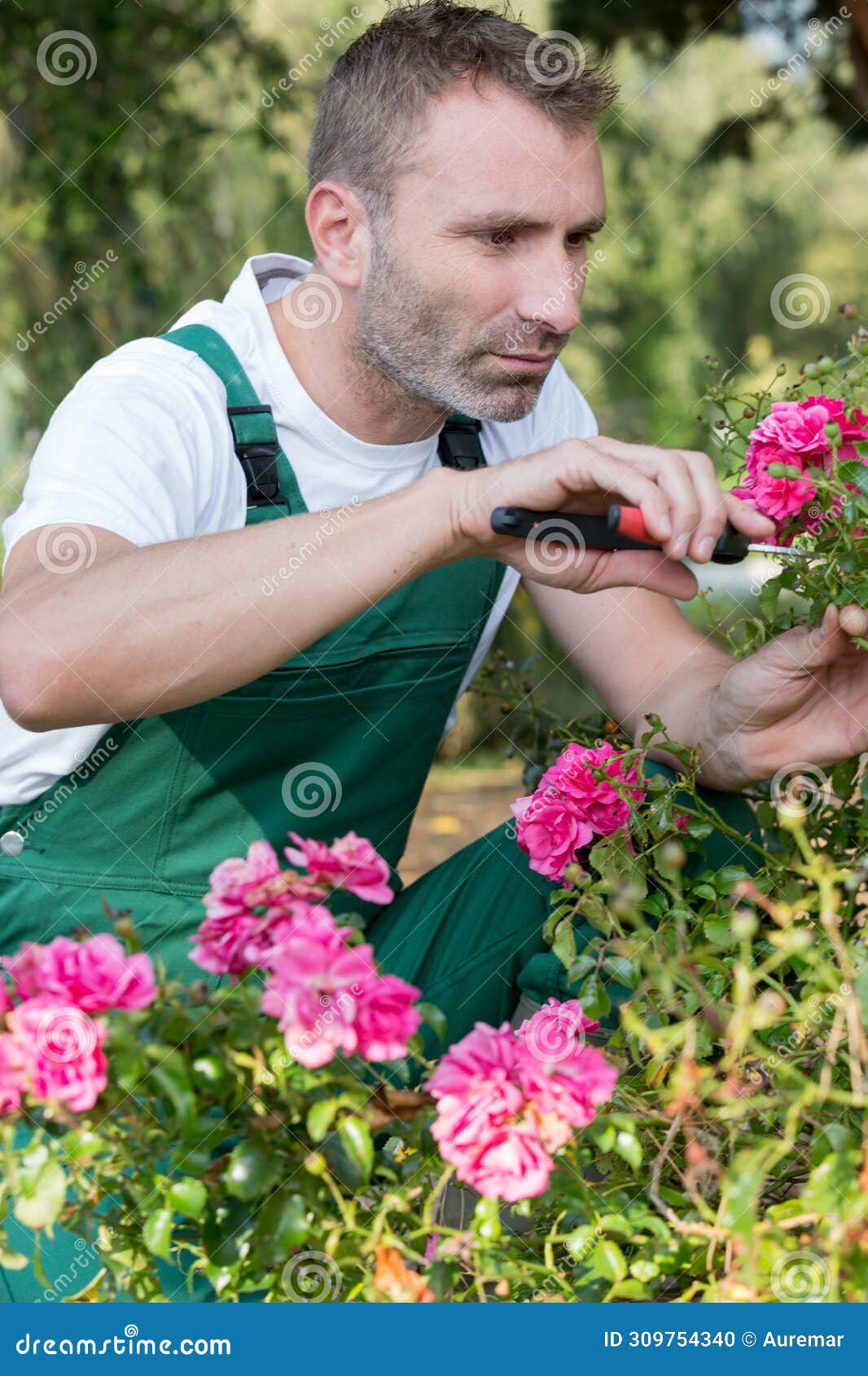 Handsome Worker Gardener Pruning Plants and Flowers Together Stock ...