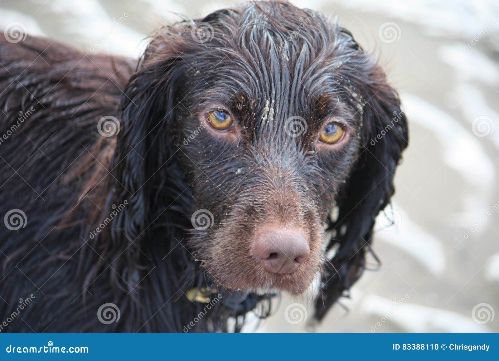 A Handsome Working Type Cocker Spaniel Puppy Dog Stock Photo - Image of ...