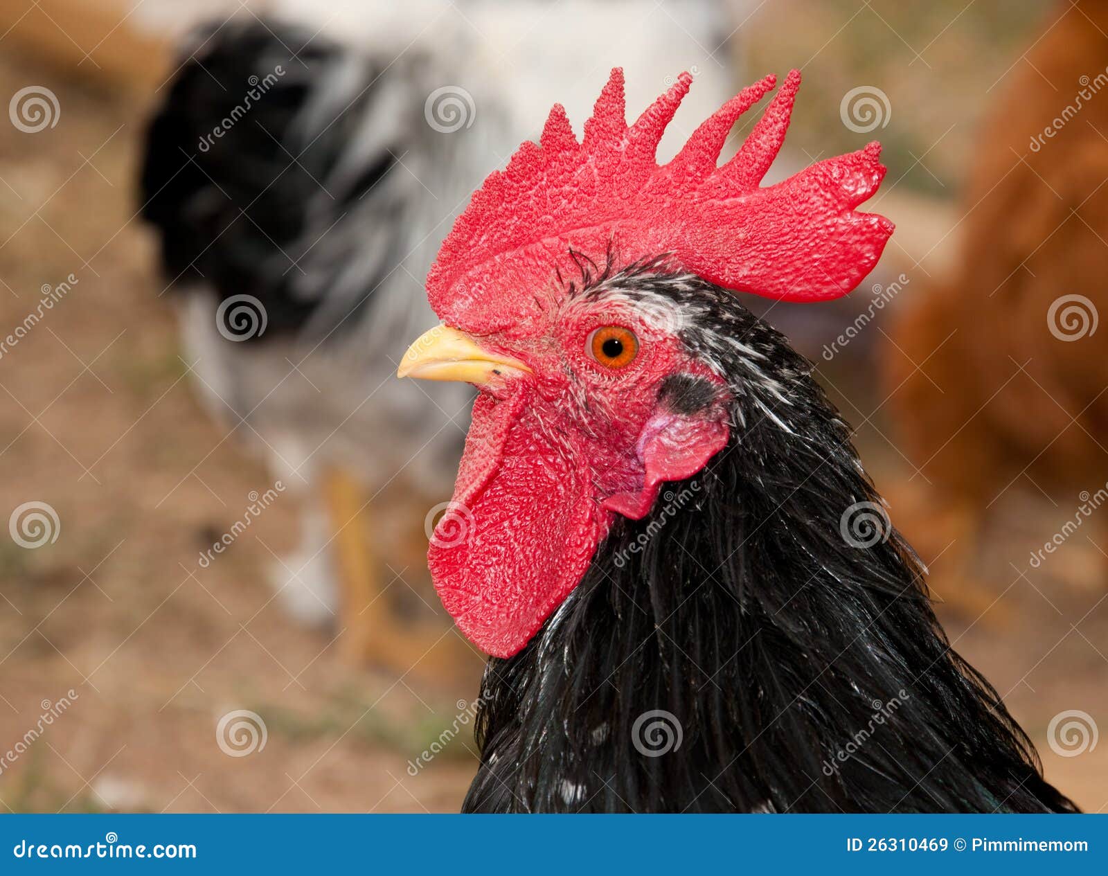 Handsome Young Black Rooster Stock Image - Image of agriculture, young ...