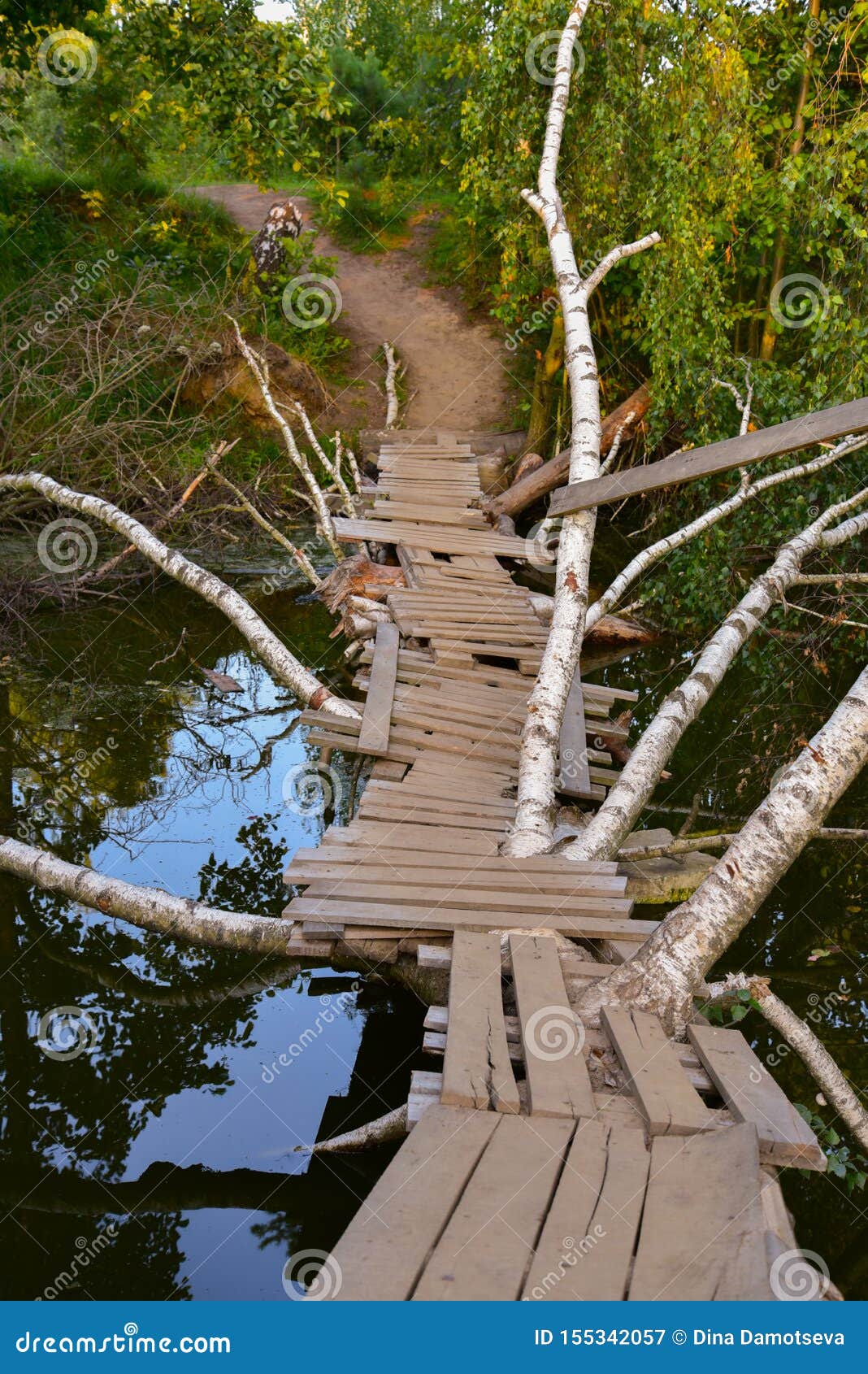 Fallen Tree Trunk As a Bridge Over a River in Green Forest Stock Image ...