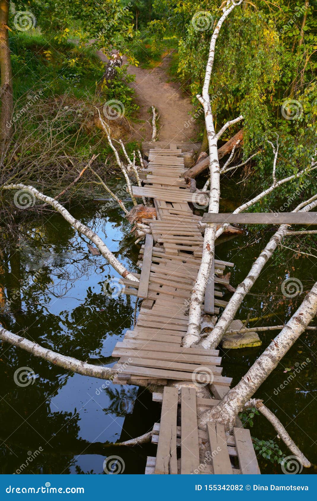 Fallen Tree Trunk As a Bridge Over a River in Green Forest Stock Photo ...