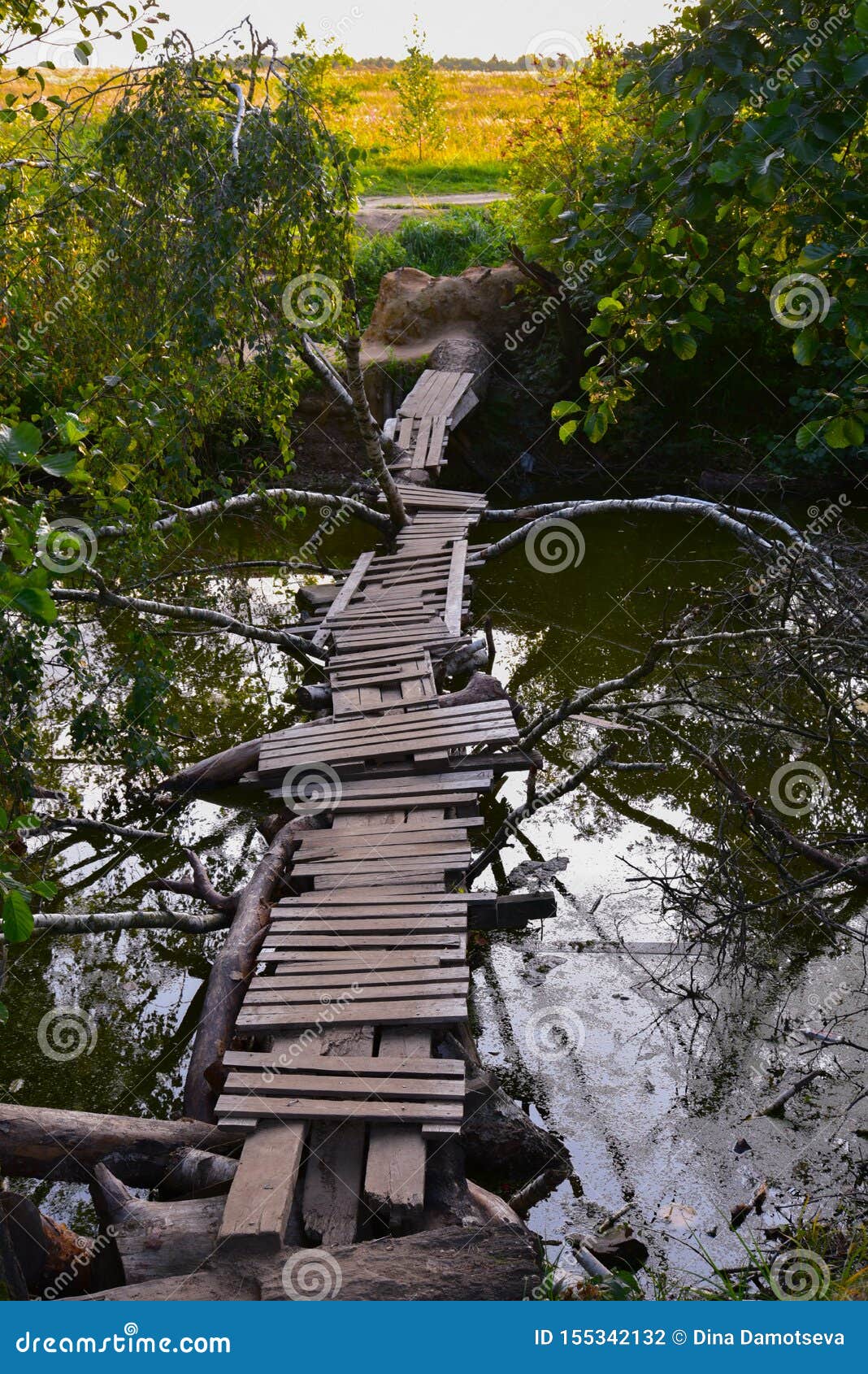 Fallen Tree Trunk As a Bridge Over a River in Green Forest Stock Photo ...
