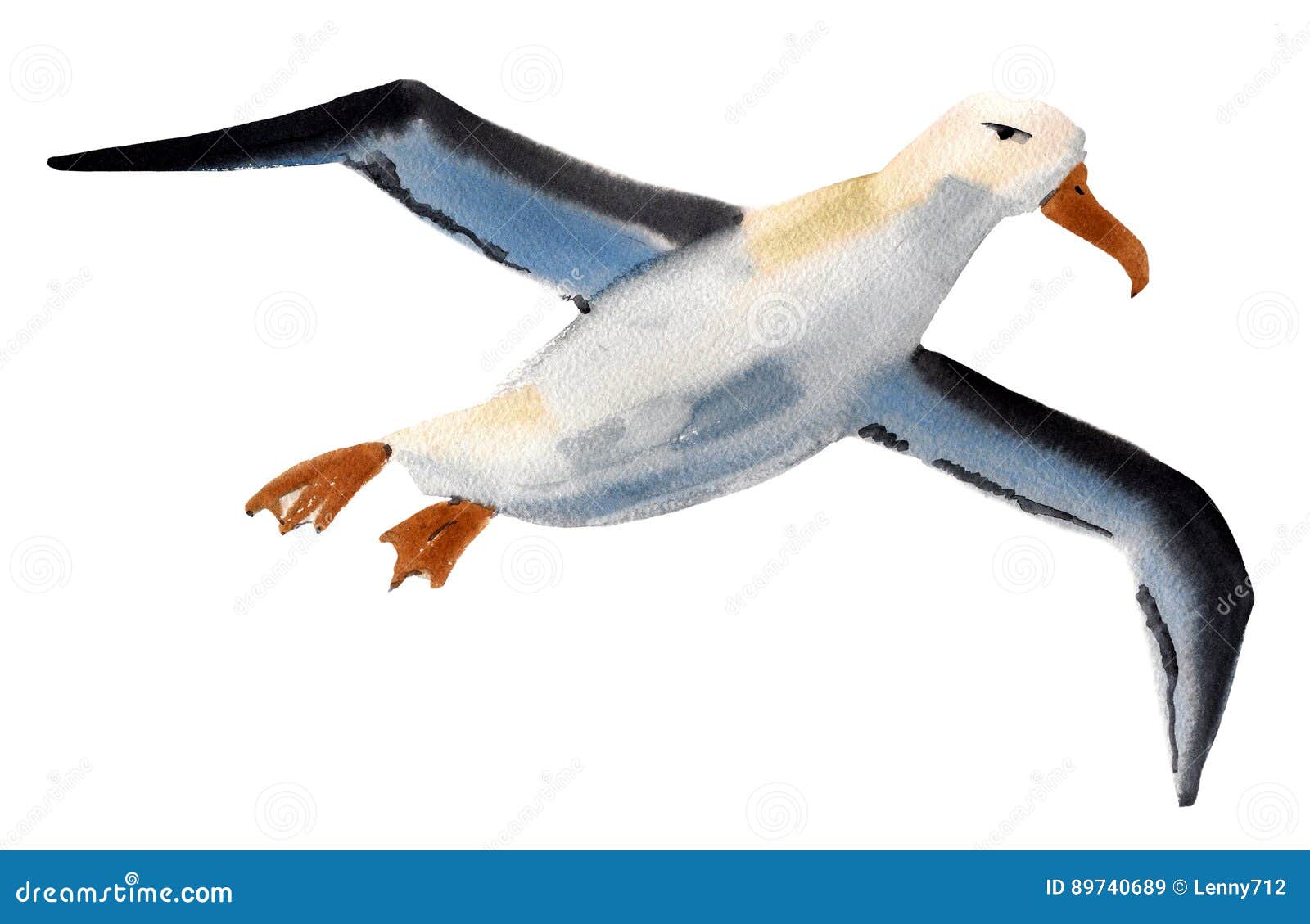 Albatross Drawing Illustration On White Vector Illustration ...
