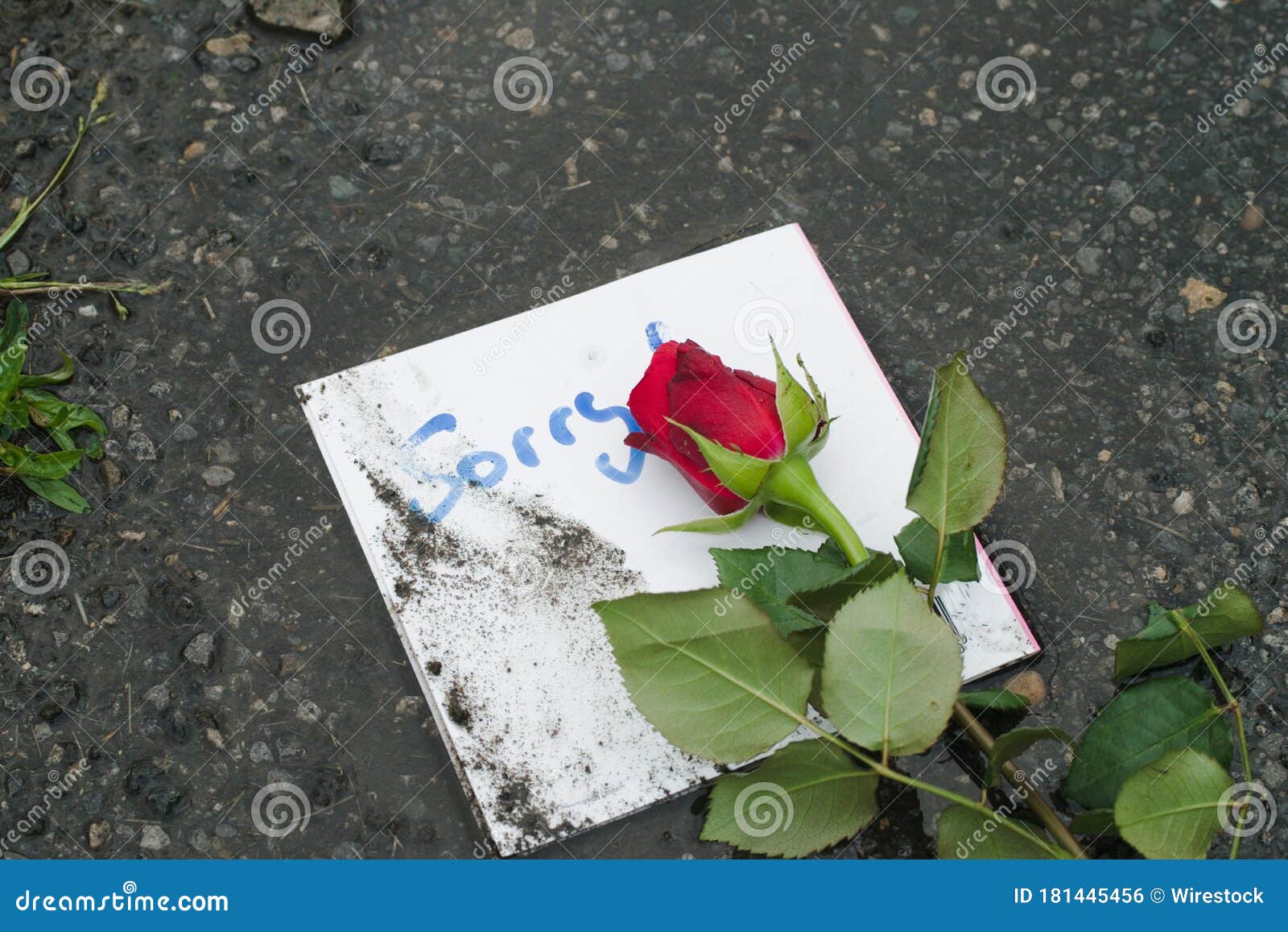 Handwritten Apology Note and a Red Rose on the Ground Stock Photo ...