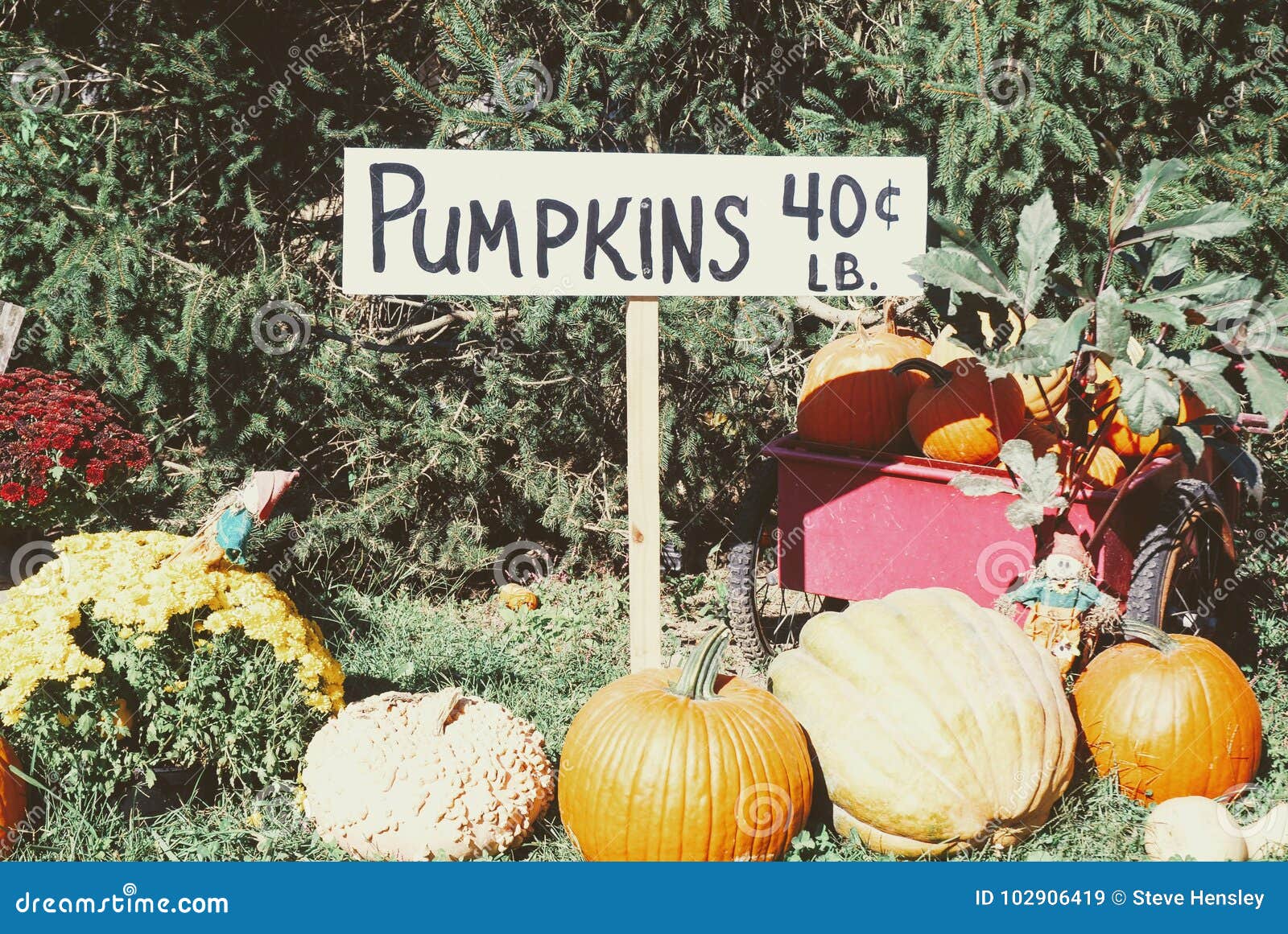 A Handwritten Sign Marks Pumpkins for Sale Stock Image - Image of ...