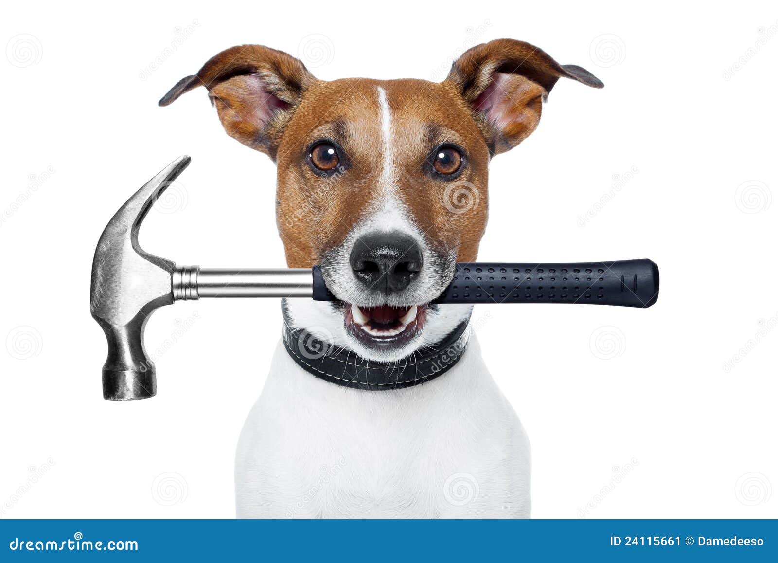 Handyman dog stock image. Image of improvement, cute - 24115661