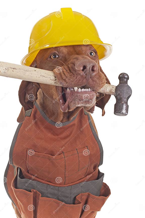 Handyman dog stock image. Image of mouth, work, apron - 28098881