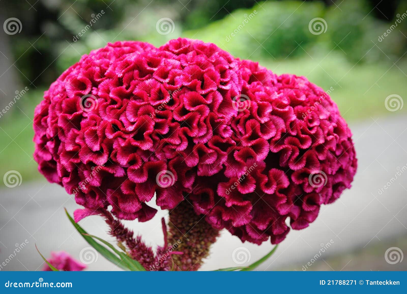 Hanekam stock afbeelding. Image of blad, flora, groen - 21788271