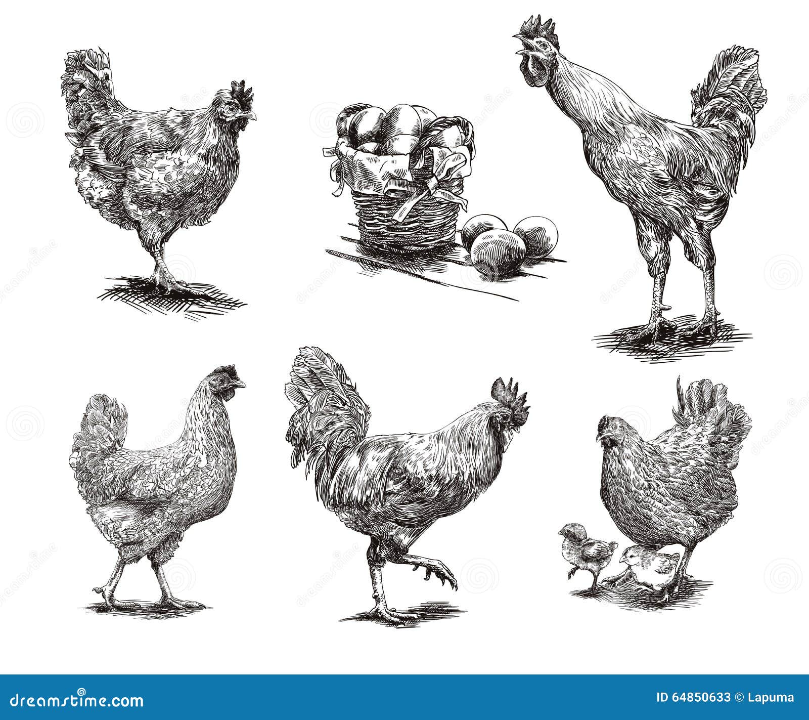 Hanen, kippen en kippen vector illustratie. Illustration of voedsel ...