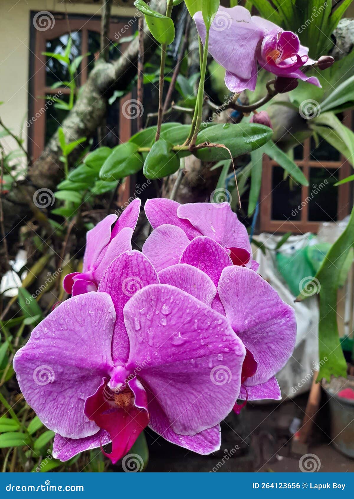 Haney Bee Nature Rain Flower,smile in the Morning Stock Photo - Image ...