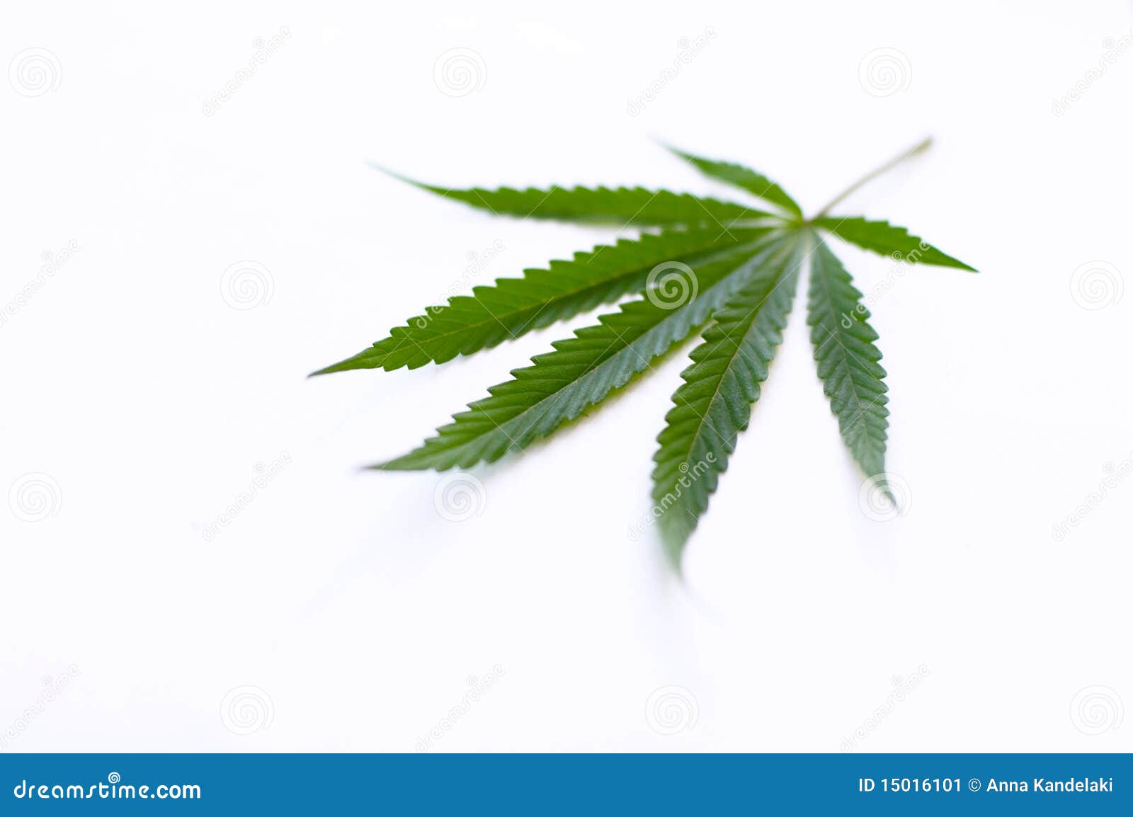 Hanf Bild. Bild: 15016101