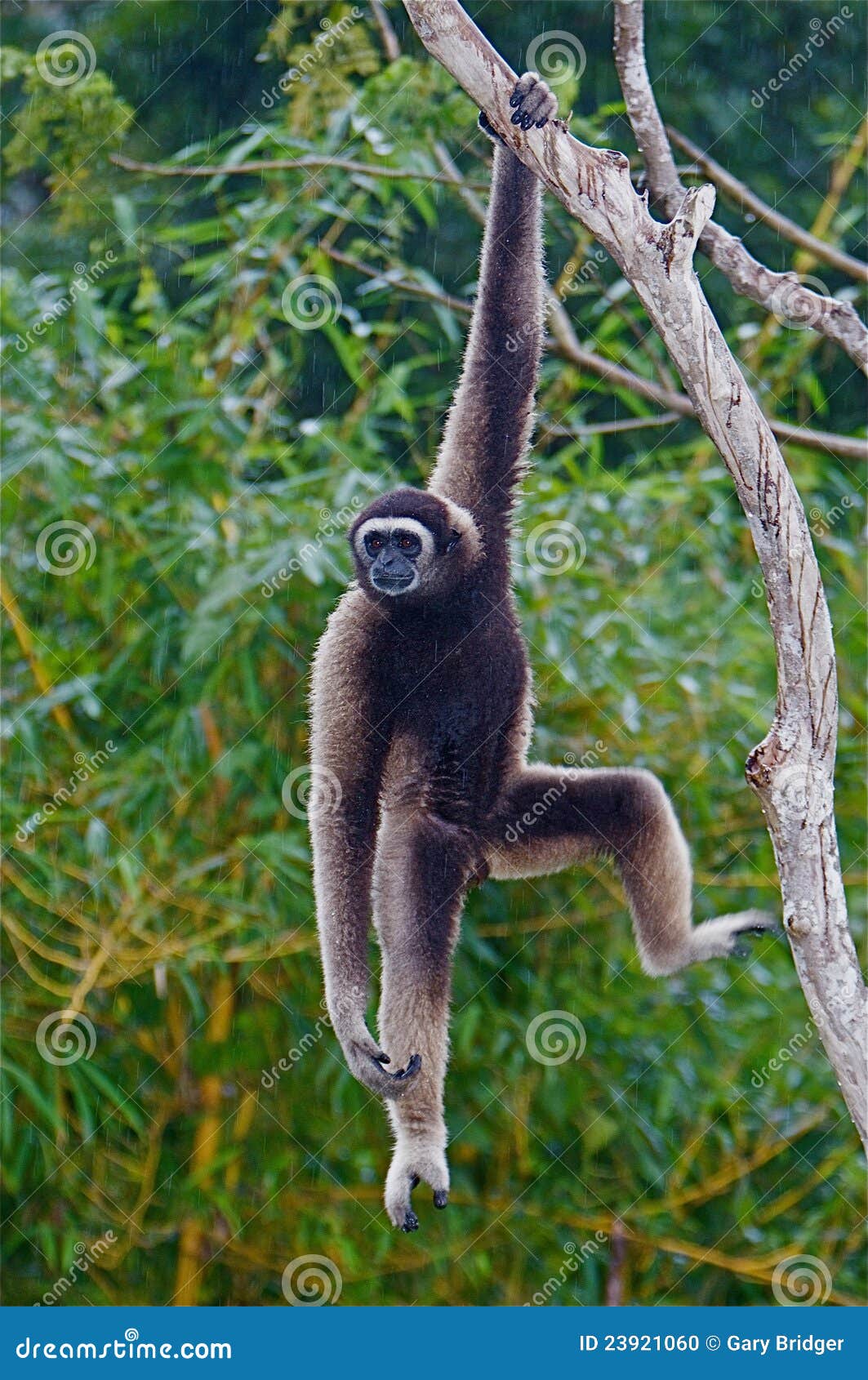 Hang about stock photo. Image of forrest, wild, gibbon - 23921060