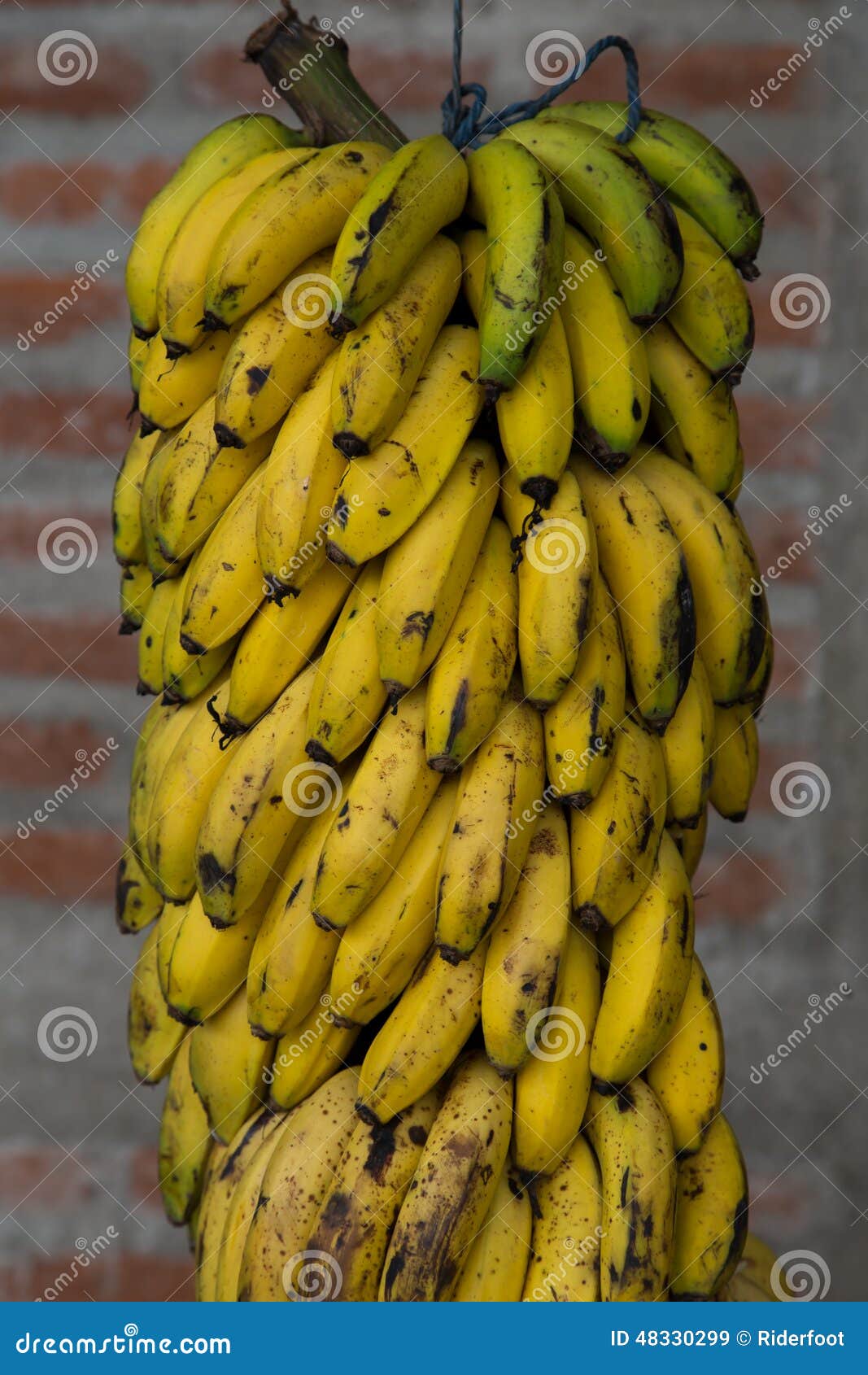 Hang Mature Bananas Group Outdoors Stock Image - Image of branch ...
