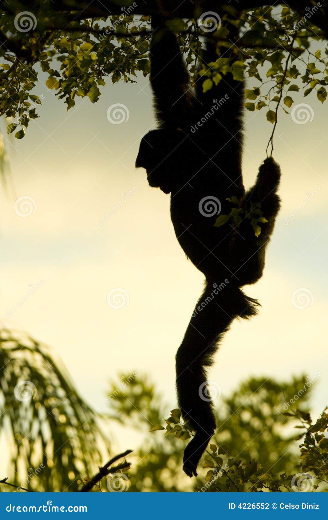 Monkey hanging from tree stock photo. Image of animal - 4226552