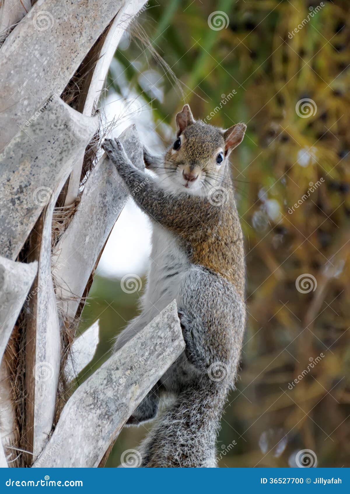 Hang in There stock photo. Image of squirrel, rodent - 36527700