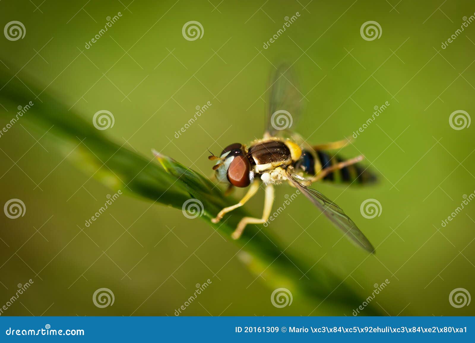 Hang vlieg stock afbeelding. Image of benen, vliegen - 20161309