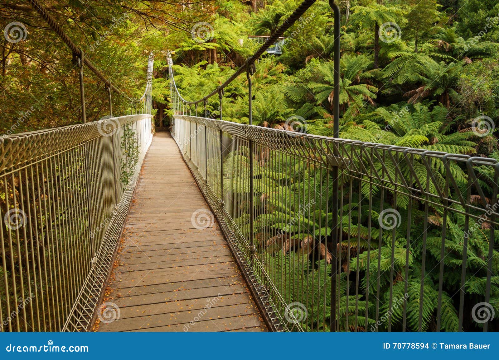 Hangbrug in bos stock foto. Image of naturalness, park - 70778594