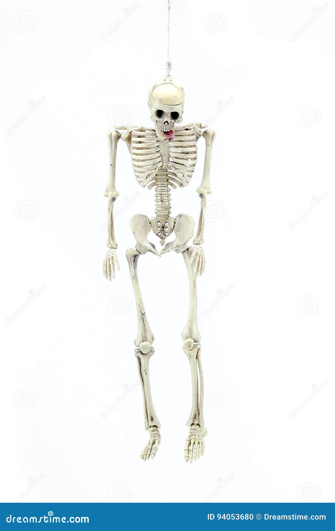 Skeleton Was Hanged On A Rope. Halloween Horror Concept Royalty-Free ...