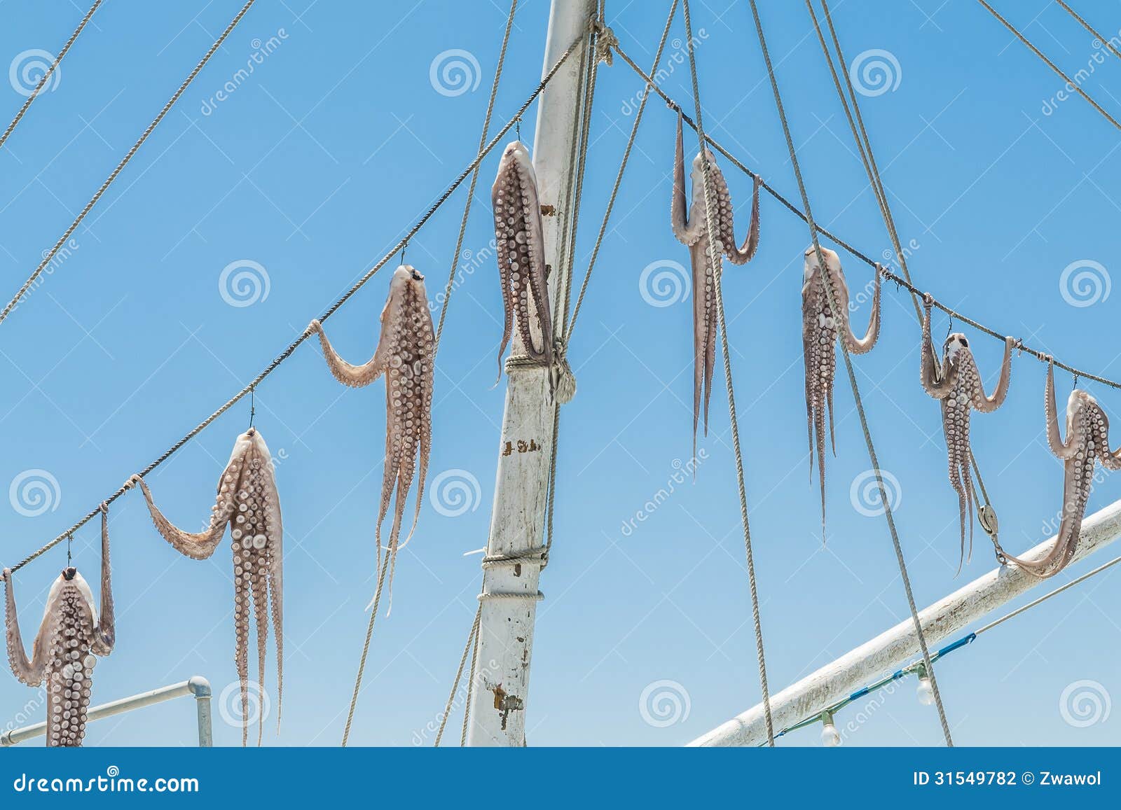 Hanged squid stock photo. Image of hung, industry, ocean - 31549782