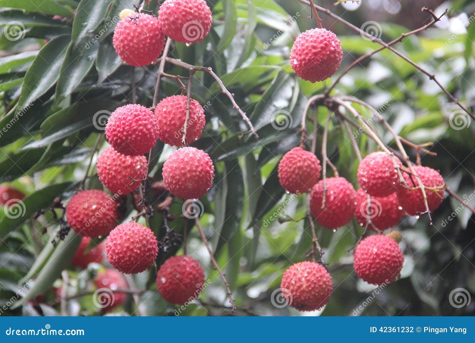 Hangende lychee op de boom stock foto. Image of lychee - 42361232