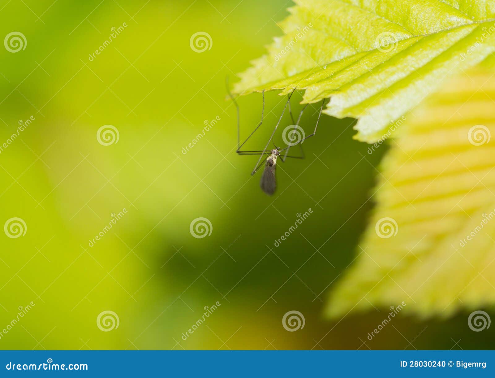 Hanging on stock photo. Image of close, nature, insect - 28030240