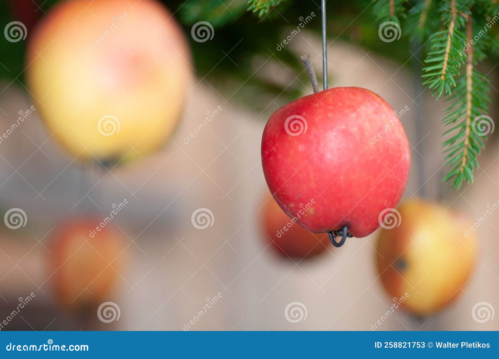 Hanging apples stock image. Image of food, hanging, fruit - 258821753