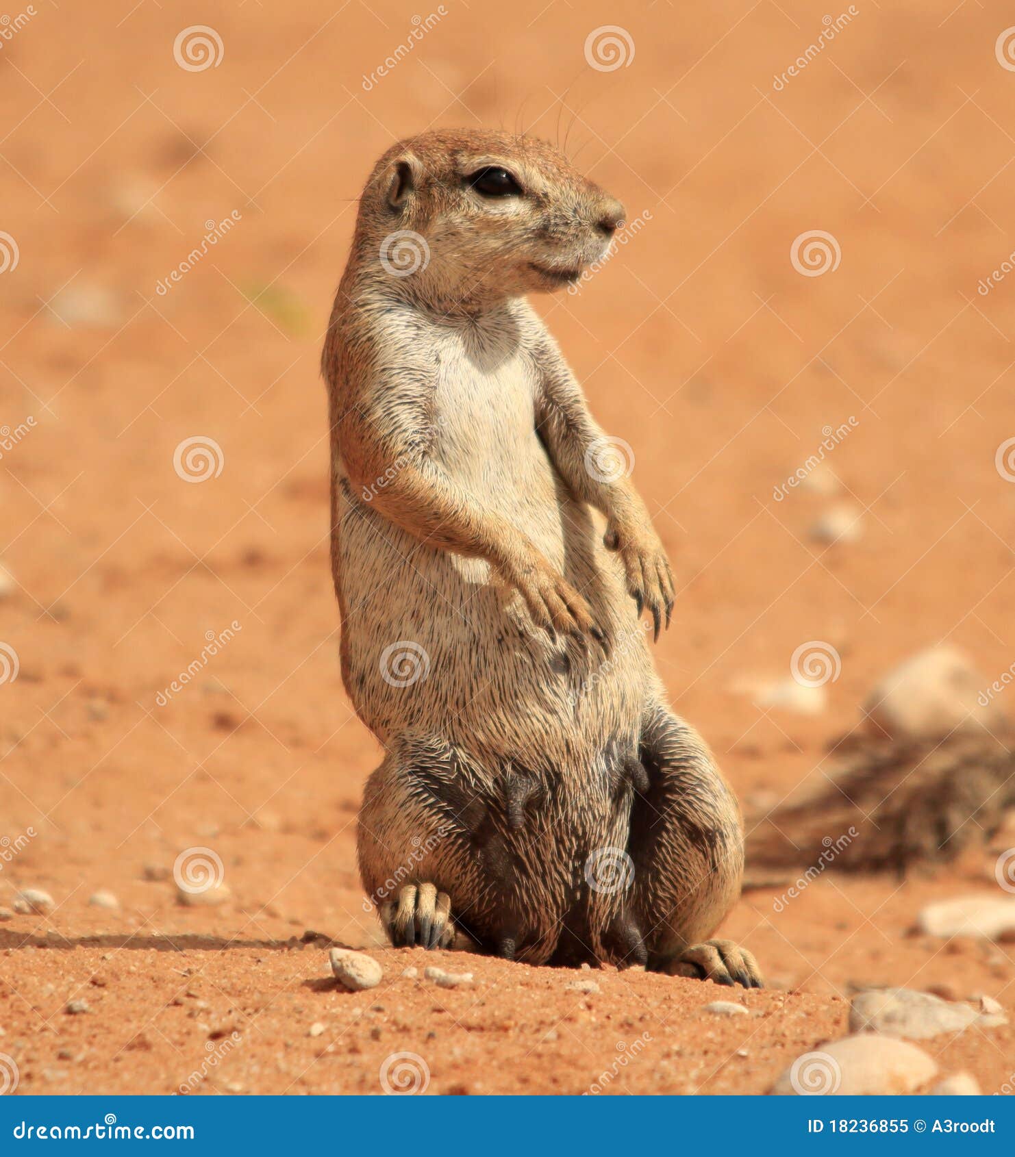 Hanging around stock image. Image of namibie, looking - 18236855