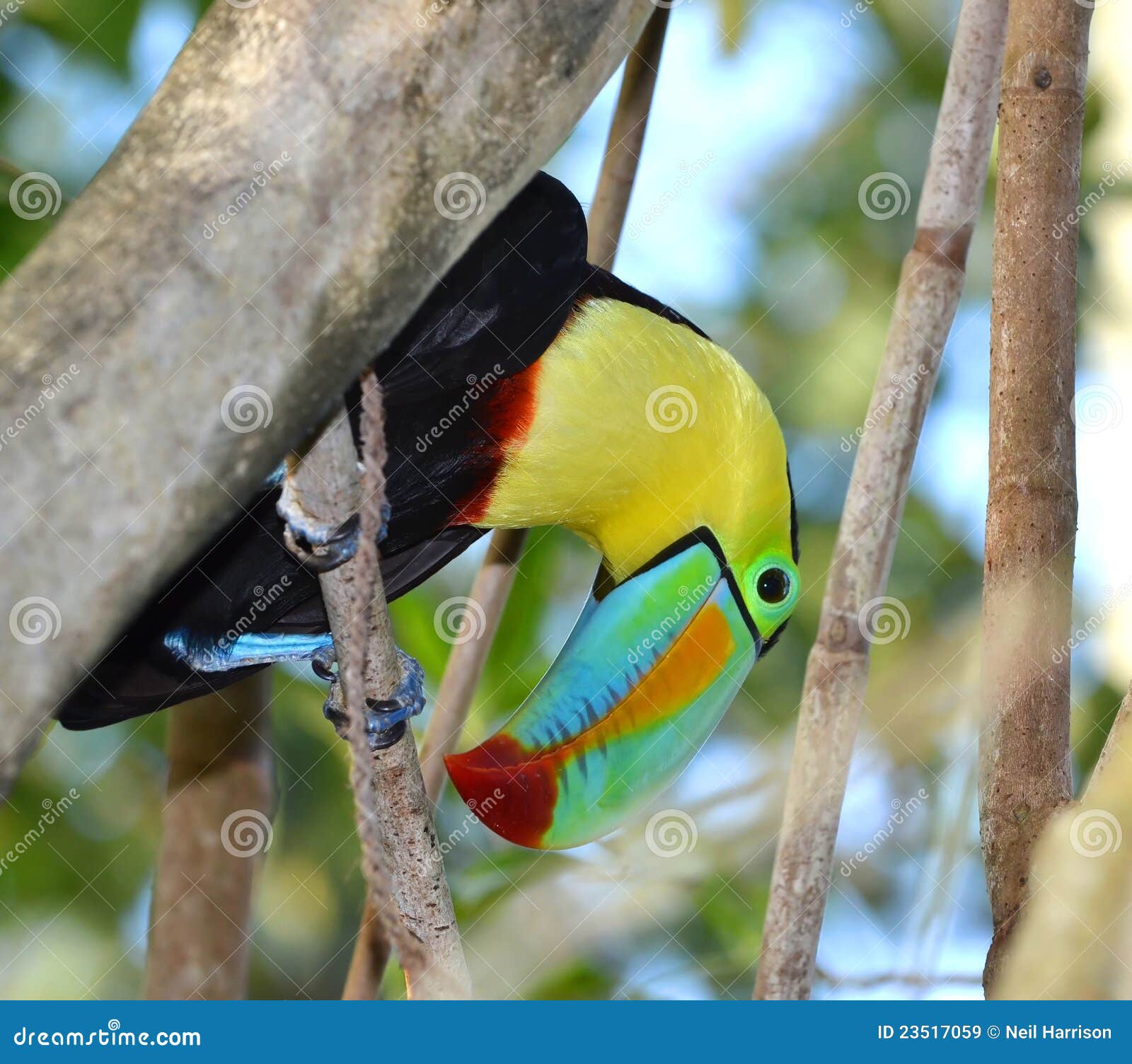 Hanging Around stock image. Image of look, branch, casual - 23517059