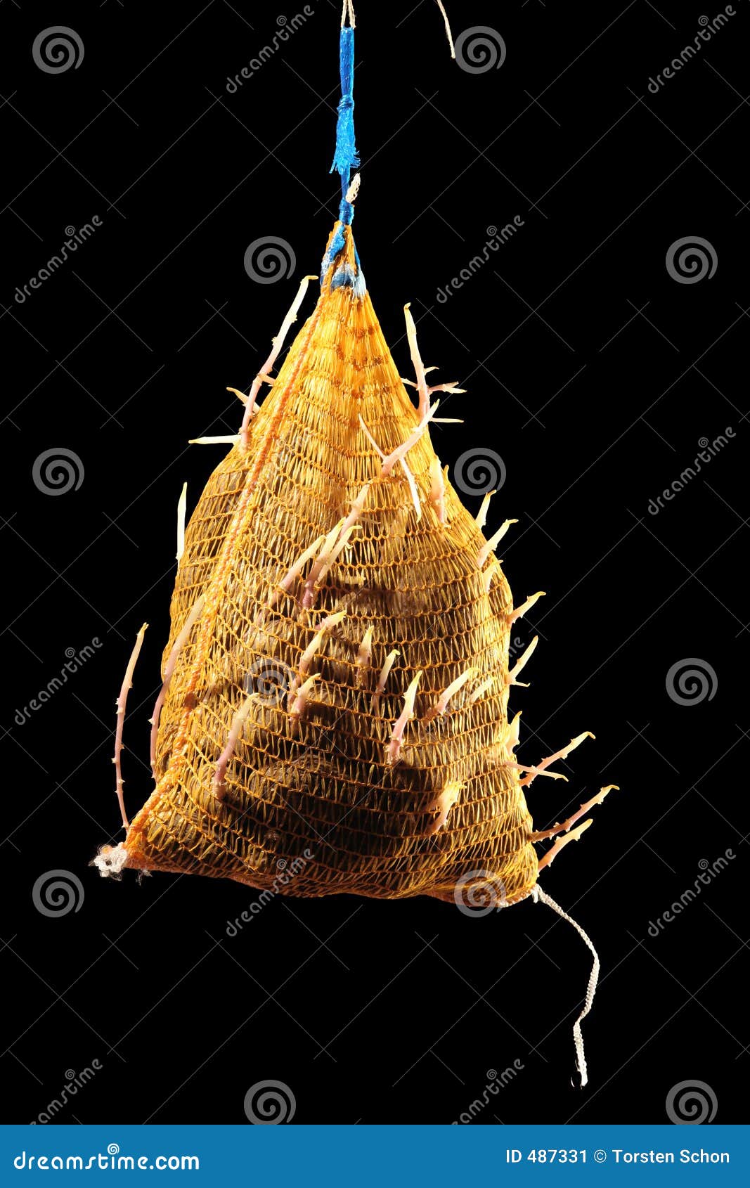 Hanging around stock image. Image of germ, sack, hang, farm - 487331
