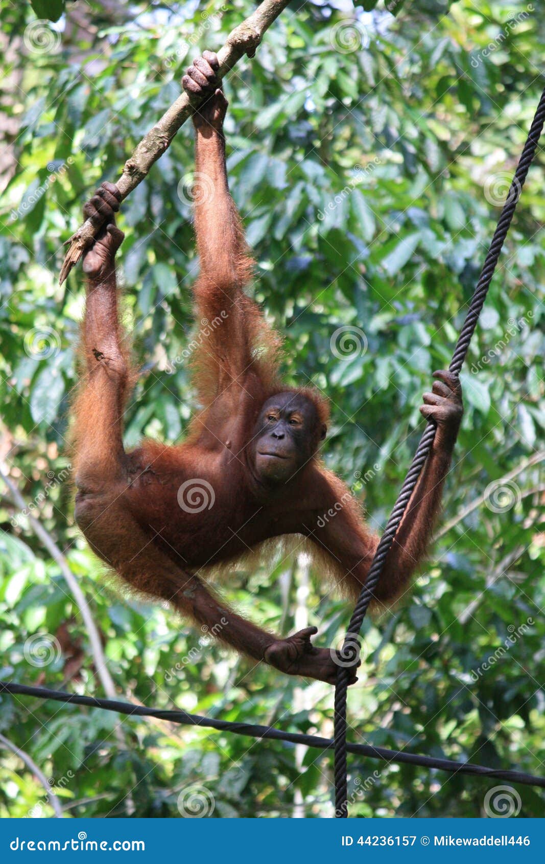 Hanging around stock image. Image of organism, primate - 44236157