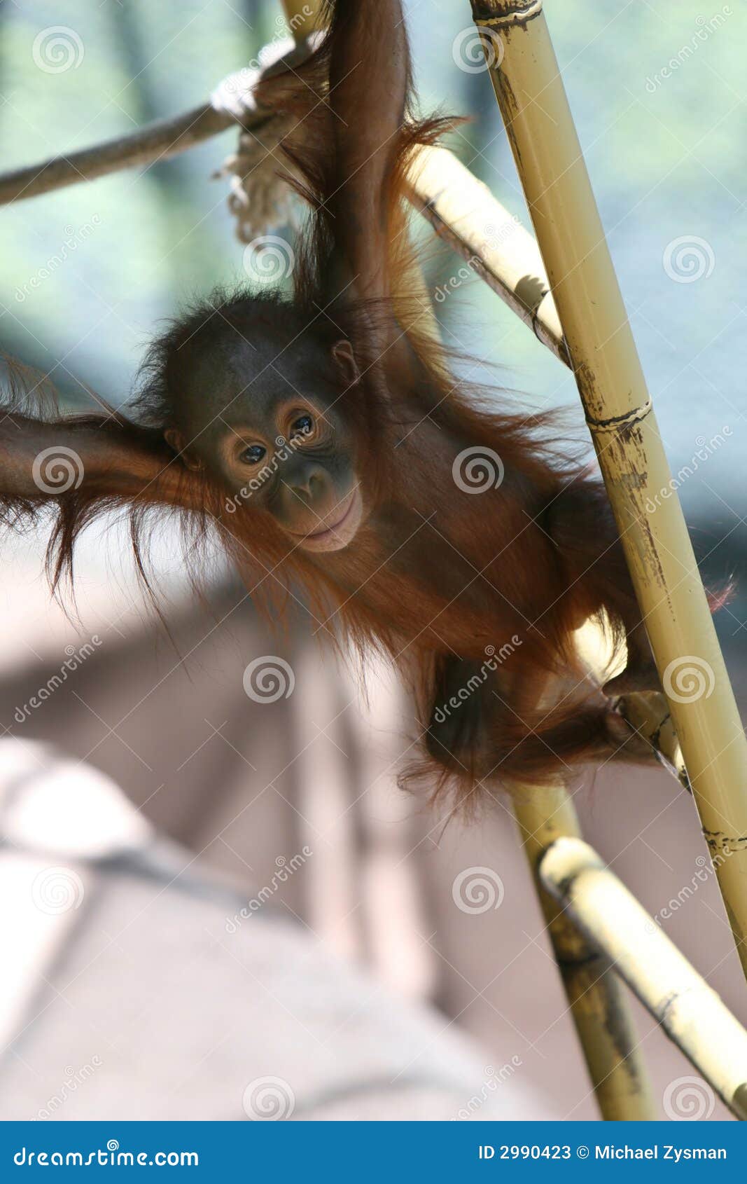 Hanging Baby stock image. Image of face, primate, bamboo - 2990423