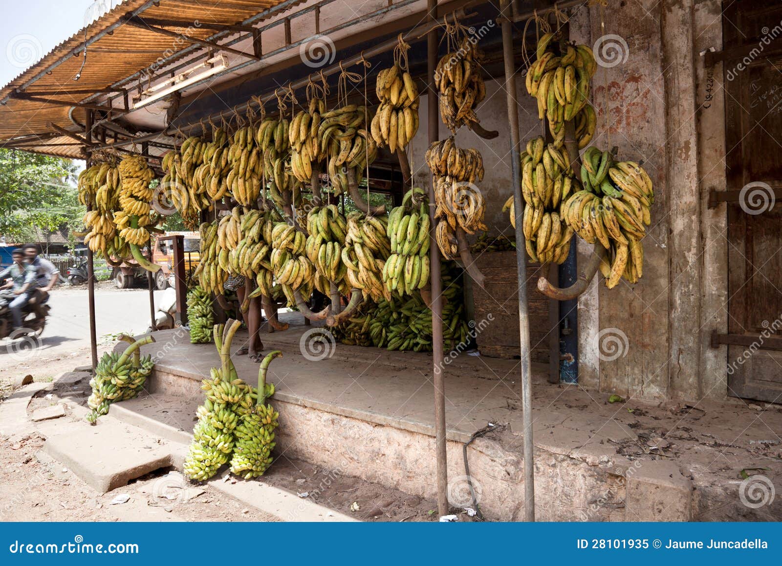 Hanging bananas stock image. Image of east, food, bunch - 28101935