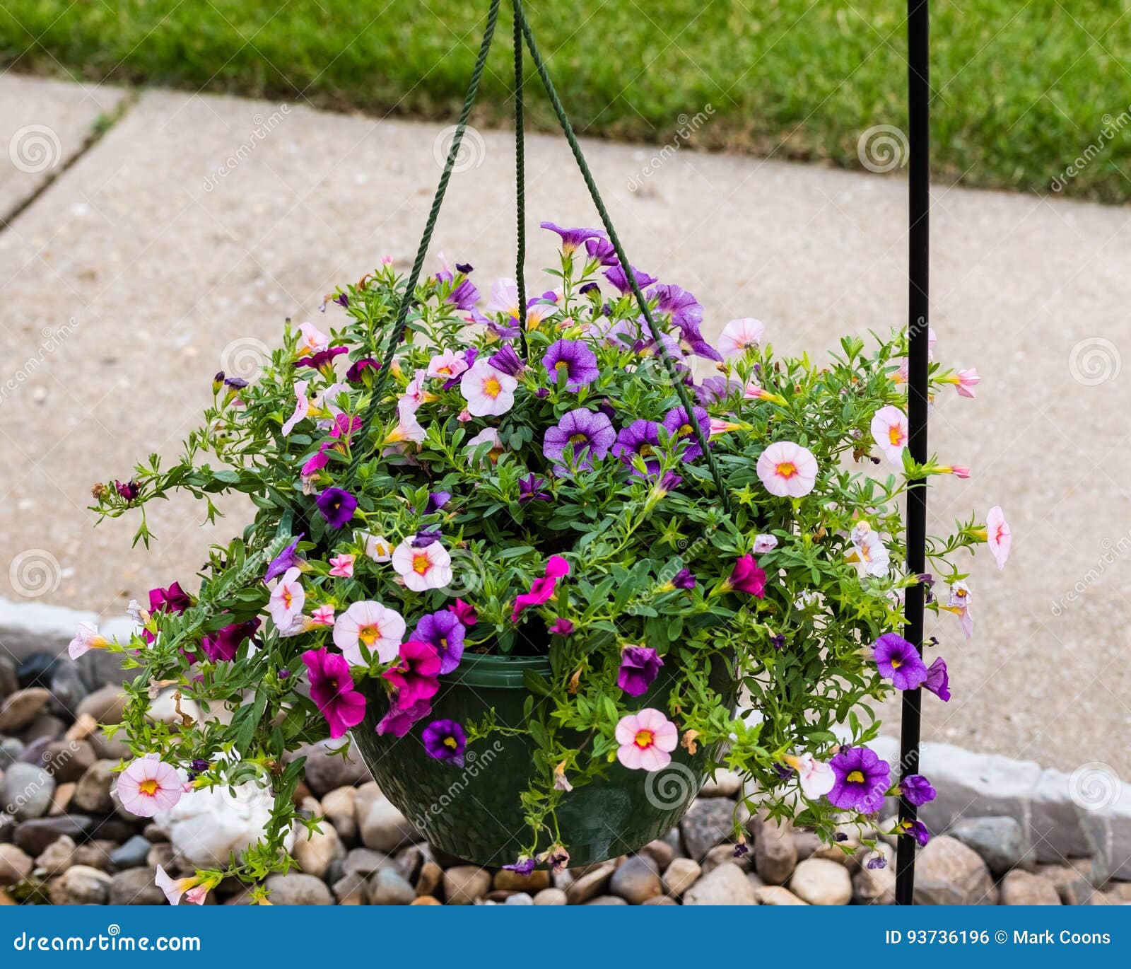 Hanging Basket of Multi Colored Calibrachoa Stock Photo - Image of ...