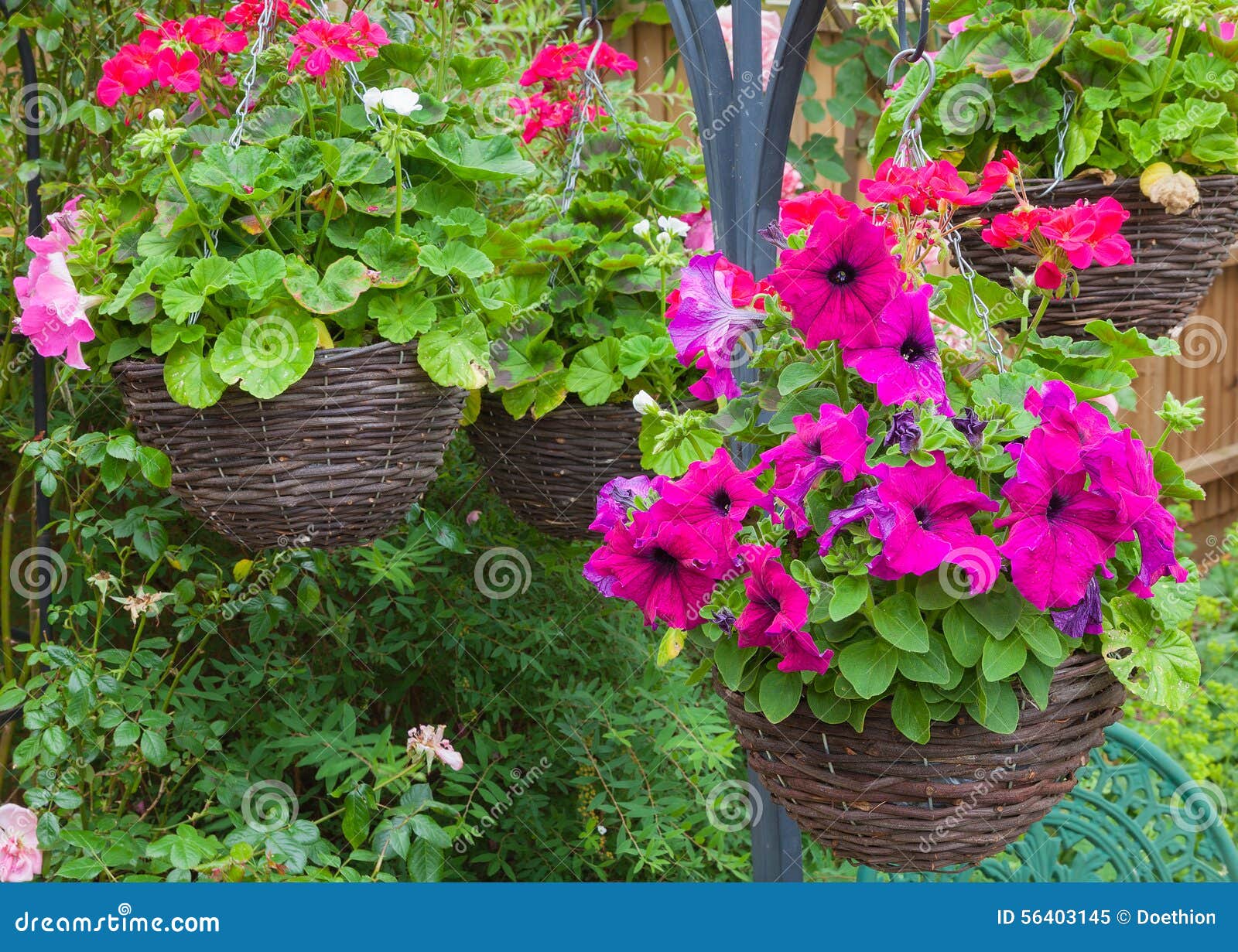 Hanging Baskets with Purple Petunias Stock Image - Image of urban ...