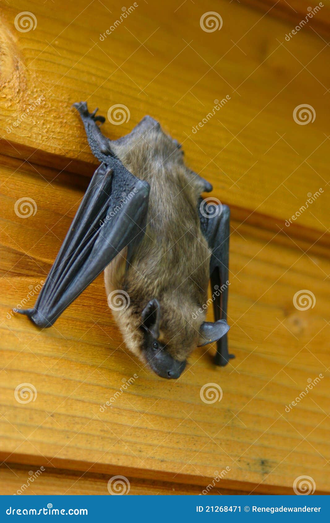 Hanging bat stock image. Image of evil, outdoor, historical - 21268471