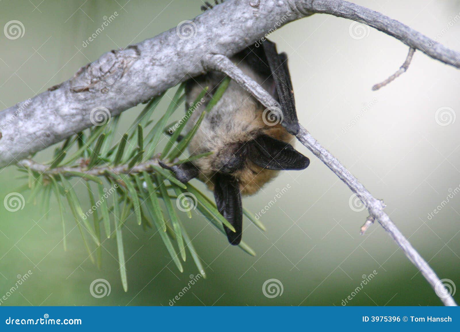 Hanging Bat stock photo. Image of tree, black, insectivorous - 3975396