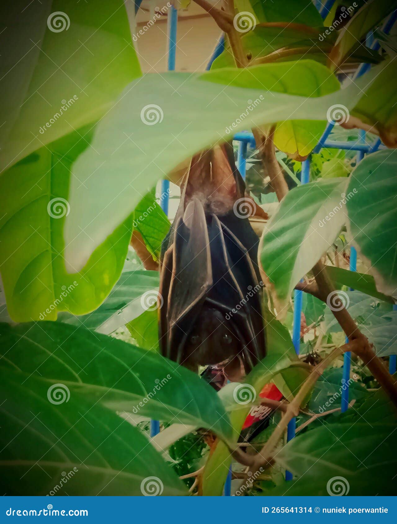 The Hanging Bat on the Branch of Mangoo Tree Stock Photo - Image of ...