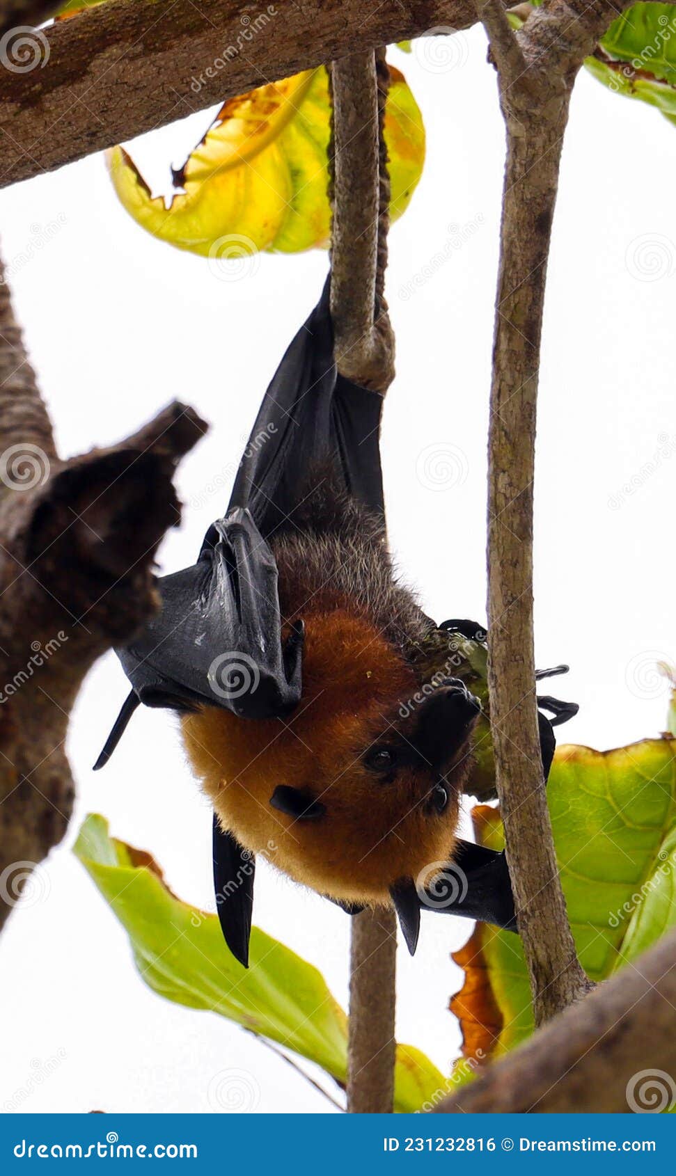 Hanging bat stock photo. Image of cute, animal, wildlife - 231232816
