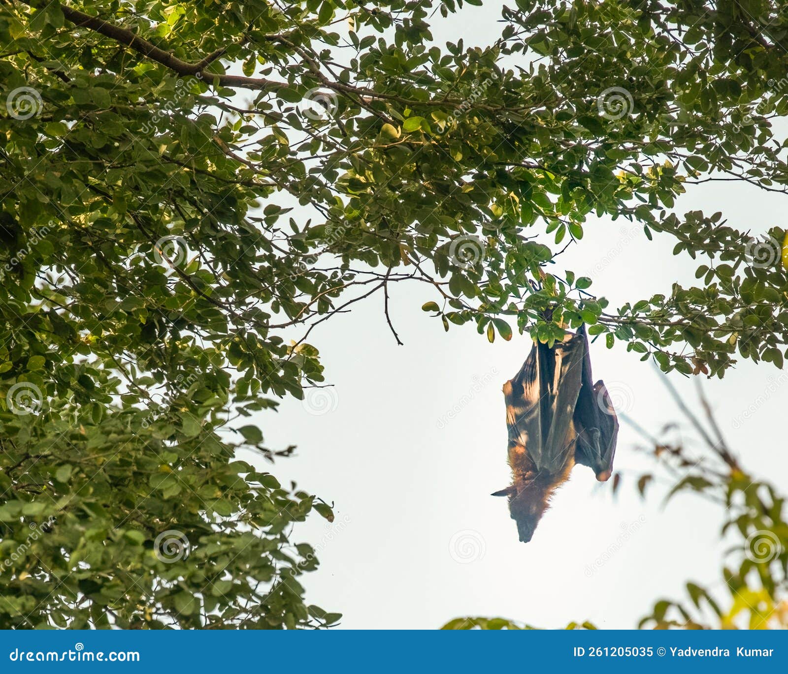 A hanging bat on a tree stock image. Image of mysterious - 261205035