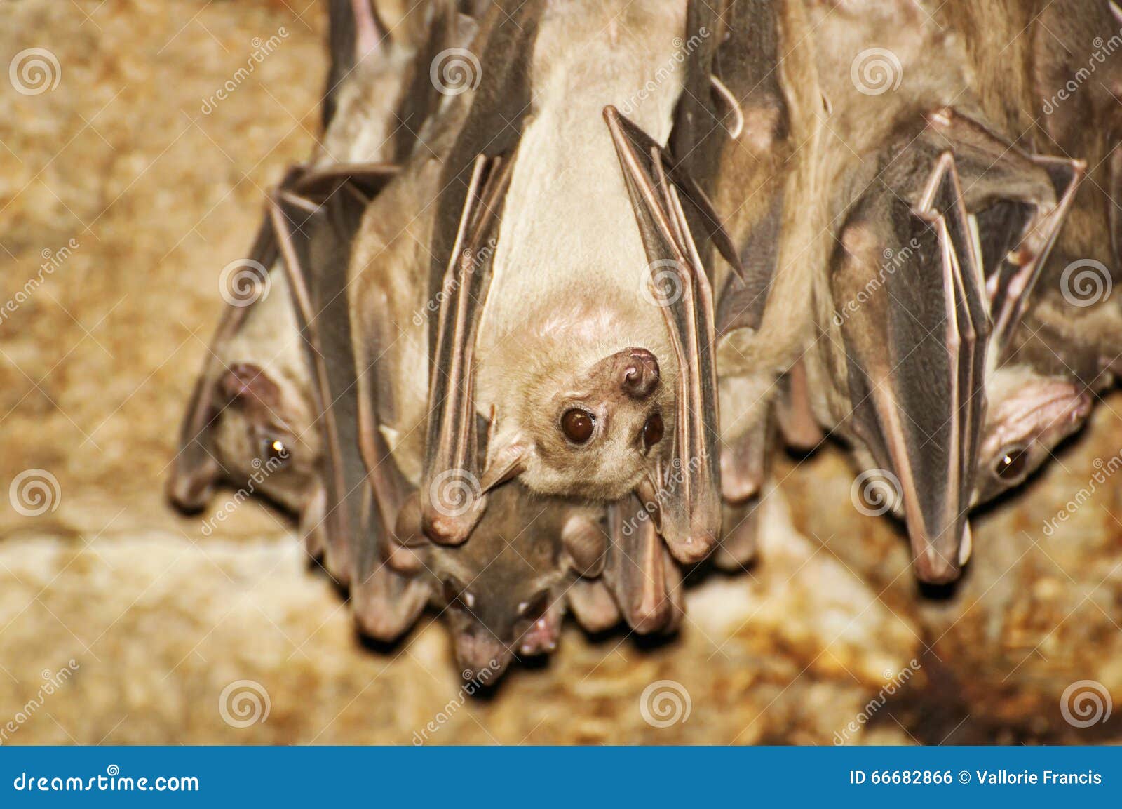 Hanging bats stock photo. Image of sustained, cave, vampire - 66682866