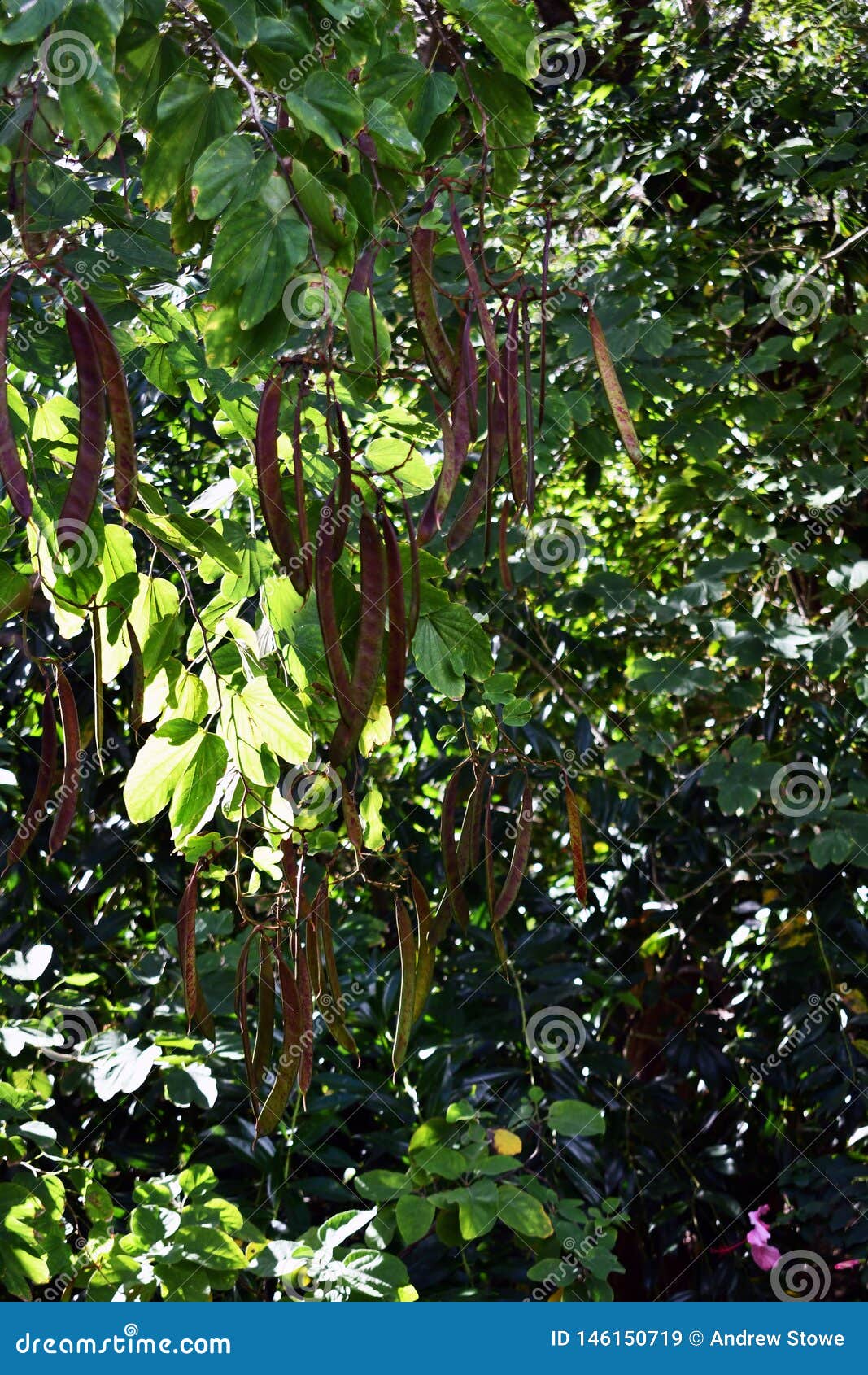 Hanging beans off trees stock image. Image of warm, carob - 146150719
