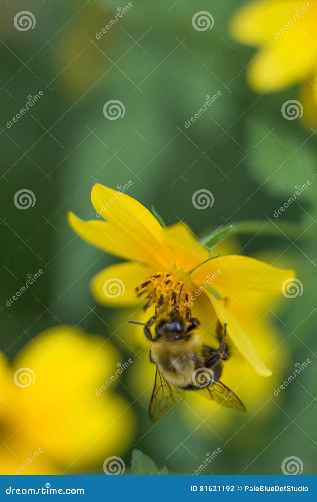 Hanging Bee stock photo. Image of insect, yellow, bloom - 81621192