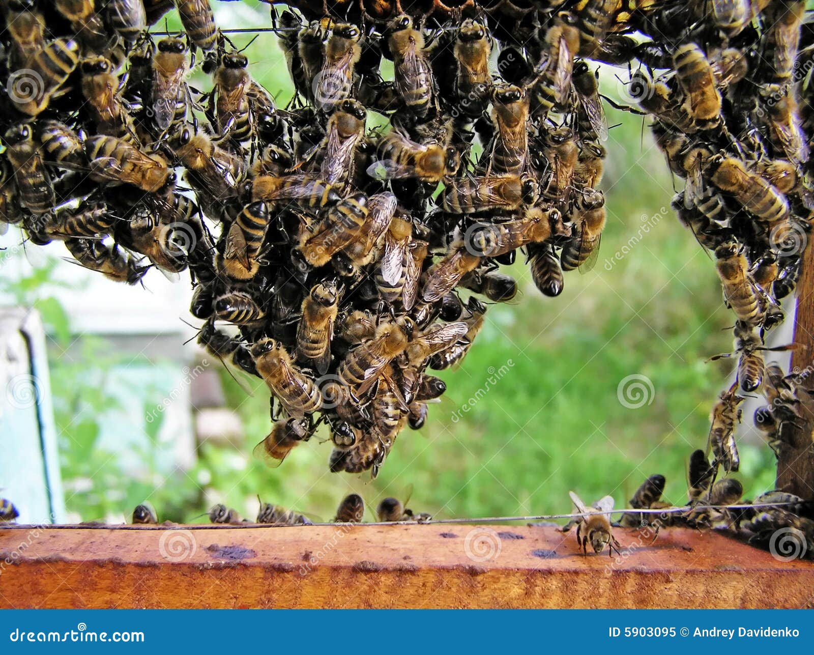 Hanging of bees. stock image. Image of features, place - 5903095