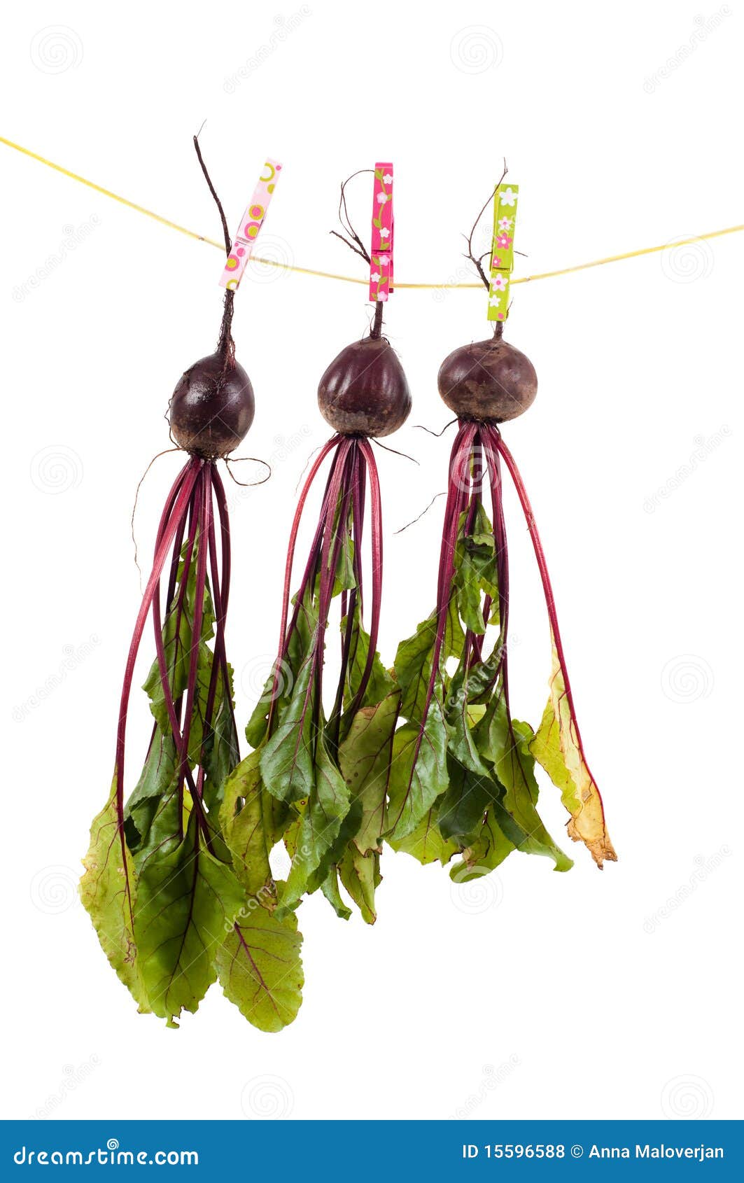 Hanging beet stock photo. Image of violet, white, vitamins - 15596588