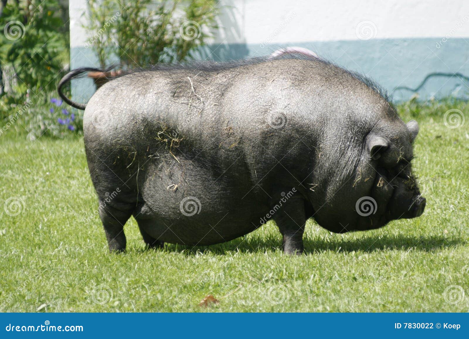 Hanging belly pig stock photo. Image of farm, black, nature - 7830022