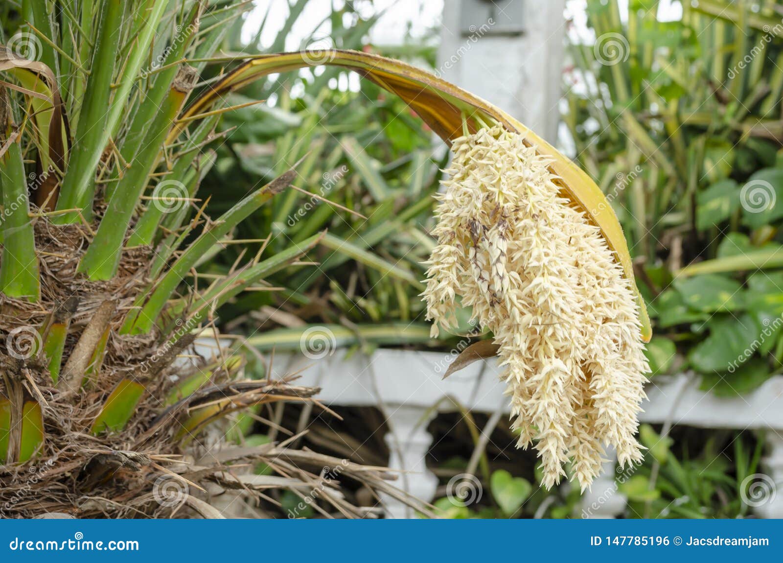 Inflorescence of Ornamental Palm Tree Stock Photo - Image of tree ...