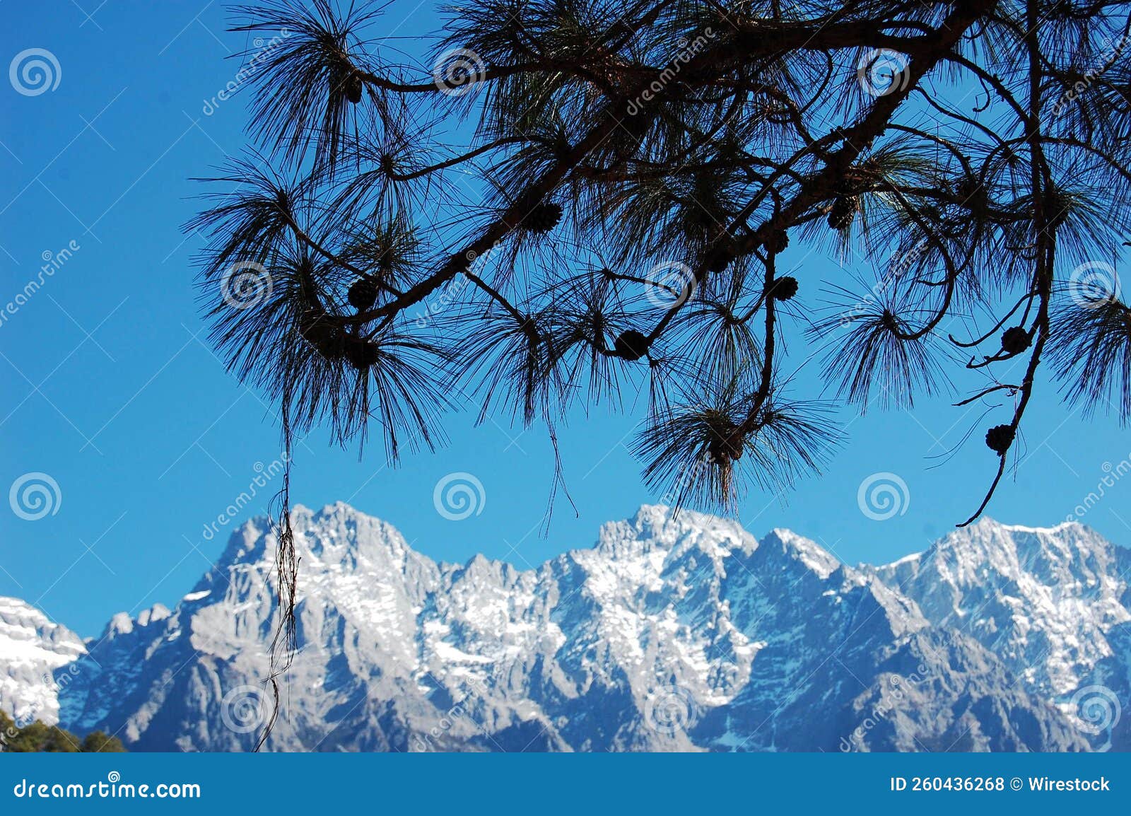 Hanging Branches of Pine Tree with Snowcap Mountain Peaks and Blue Sky ...