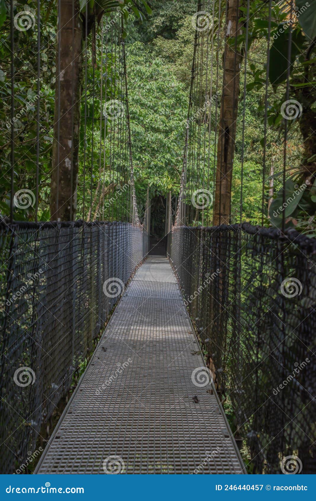 Hanging Bridge in a Costa Rican Rainforest Stock Image - Image of ...