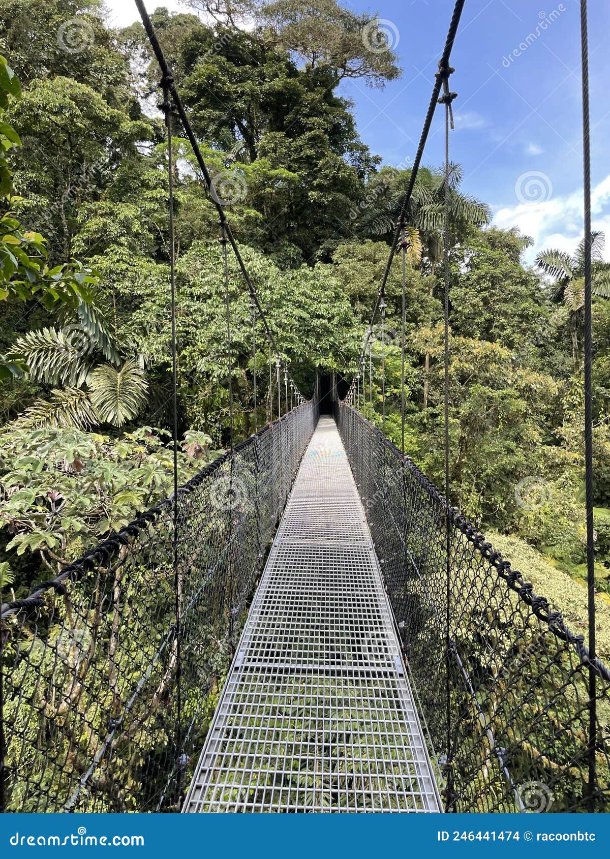 Hanging Bridge in a Costa Rican Rainforest Stock Photo - Image of ...